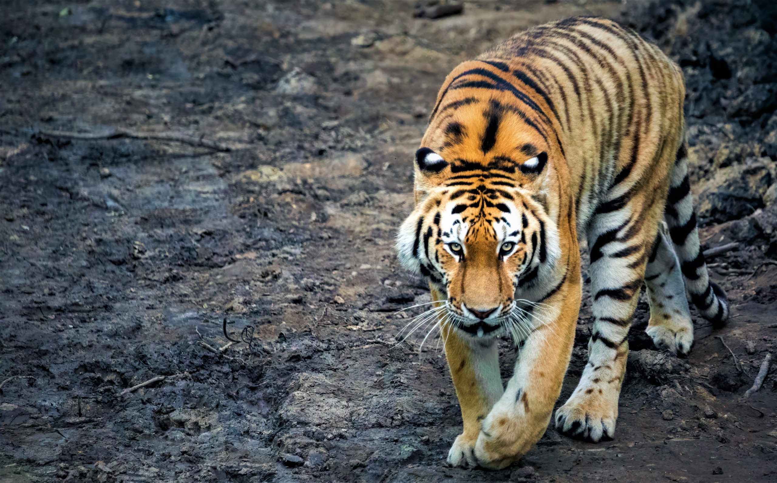 Europas største tigeranlæg er åbnet i Knuthenborg Safaripark! - Esbjerg ...