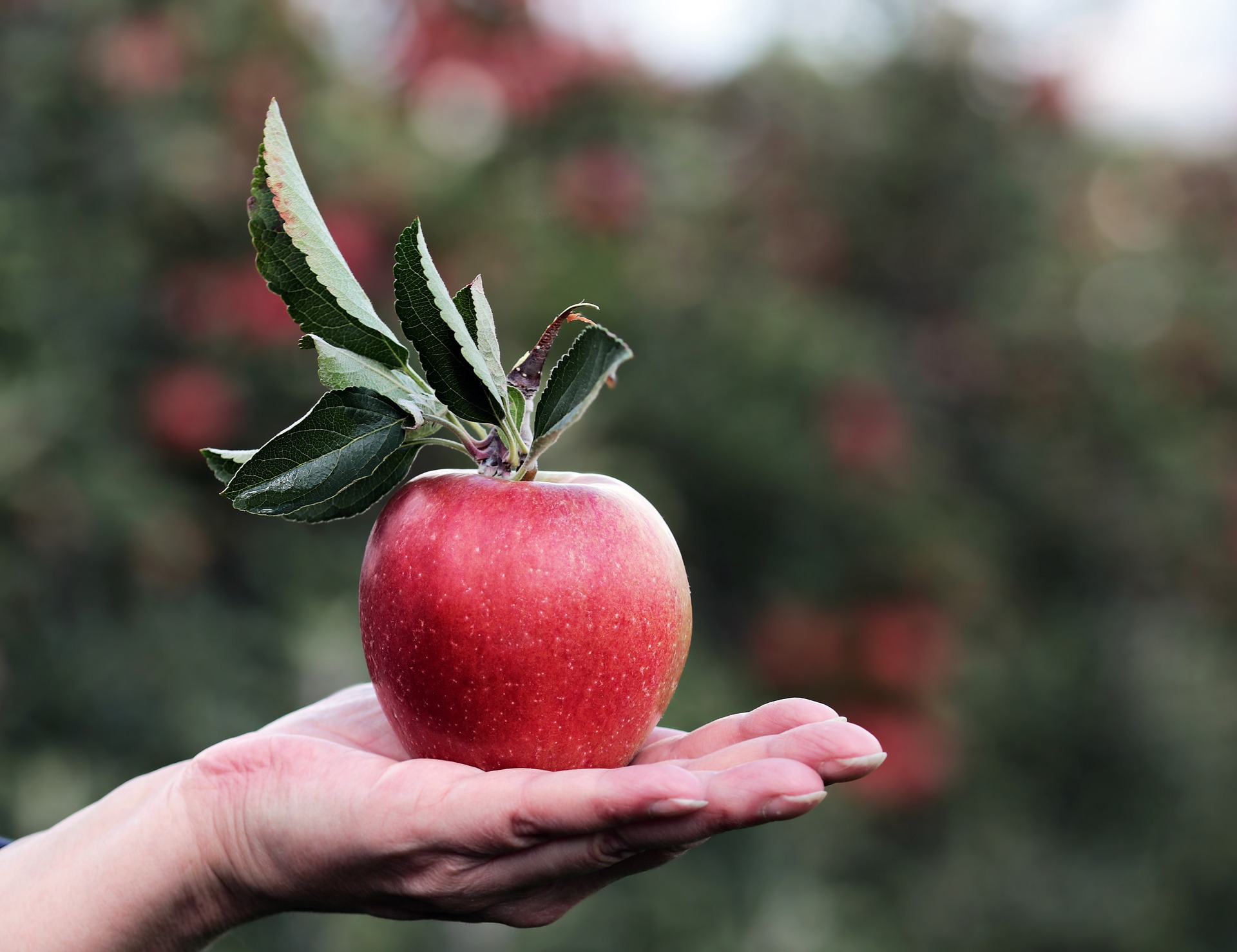 Sæson for bær og frugte - Må andre plukke bær, frugter og blomster fra ...