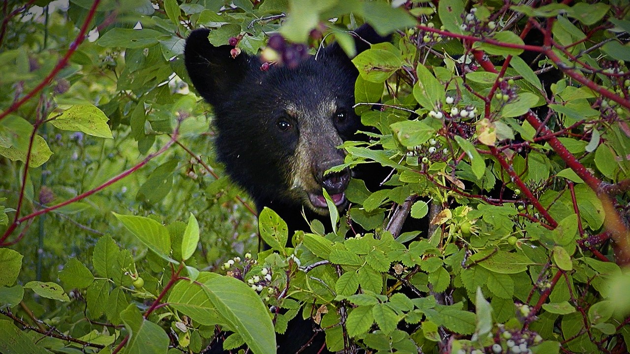 Planter mangler dyr til at sprede deres frø! - Esbjerg lokale nyheder
