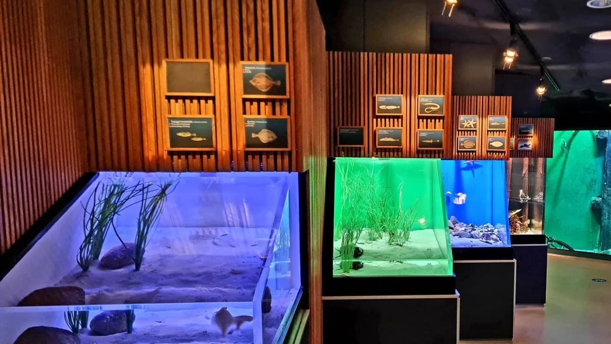 Nyt og bæredygtigt lys til Fiskeri- og Søfartsmuseets akvarier ...